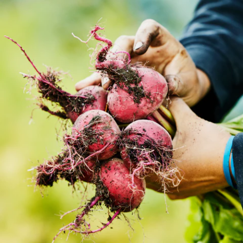 A Growing History | MegaFood